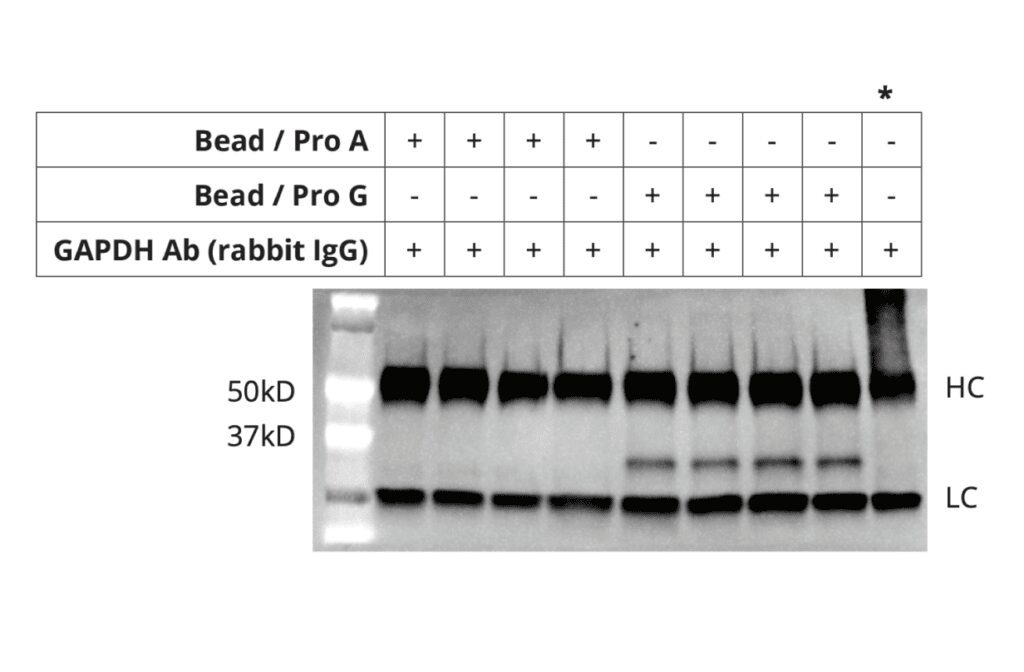 Automated Protein Purifications | Opentrons Labworks
